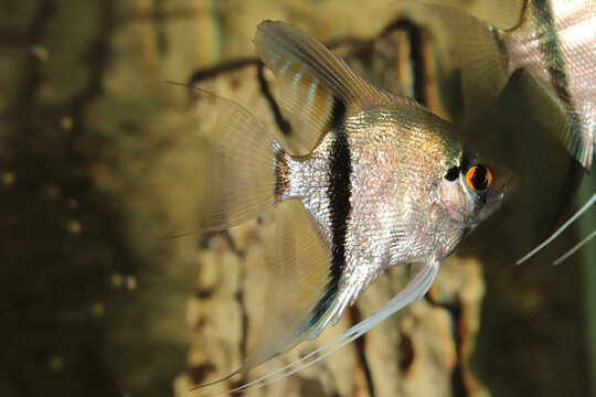 รูปภาพAnglefish – เลือกดูภาพถ่ายสต็อก เวกเตอร์ และวิดีโอ175 | Adobe Stock