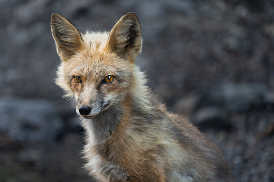 "Carnivorous Animal" bilder – Bläddra bland 937,562 stockfoton ...