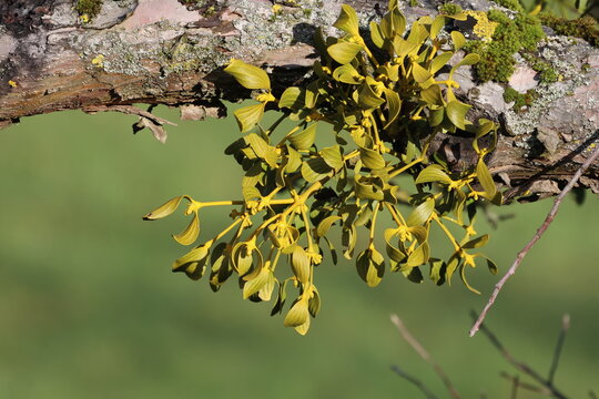 Birdlime Bilder – Durchsuchen 2,025 Archivfotos, Vektorgrafiken und ...