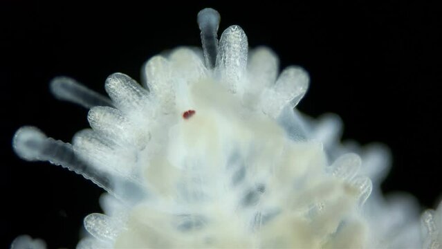 Asteriidae Images – Browse 214 Stock Photos, Vectors, and Video | Adobe ...