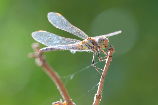 Odonate Images – Browse 46,817 Stock Photos, Vectors, and Video | Adobe ...