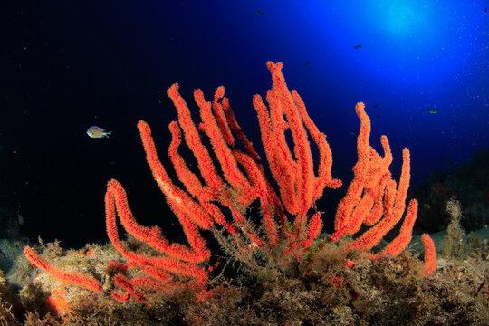 Gorgonie Bilder – Durchsuchen 10,099 Archivfotos, Vektorgrafiken und ...