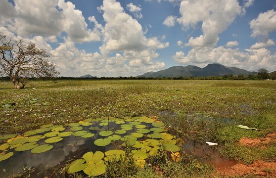 Wewa Images – Browse 117 Stock Photos, Vectors, and Video | Adobe Stock