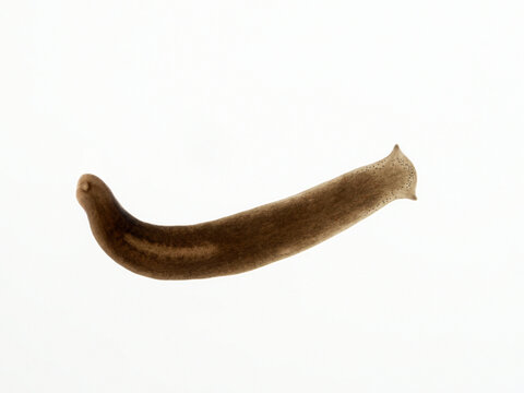 รูปภาพPlanaria – เลือกดูภาพถ่ายสต็อก เวกเตอร์ และวิดีโอ518 | Adobe Stock
