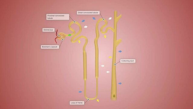 Nephrons Images – Parcourir 2,753 le catalogue de photos, vecteurs et ...