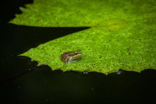 Froschwanderung bilder – Bläddra bland 138 stockfoton, vektorer och videor | Adobe Stock