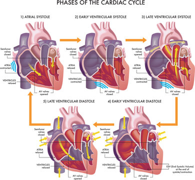Cardiac Cycle Animation