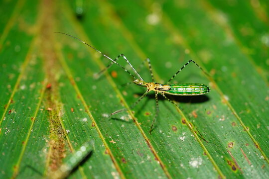 รูปภาพHarpactorinae – เลือกดูภาพถ่ายสต็อก เวกเตอร์ และวิดีโอ81 | Adobe ...