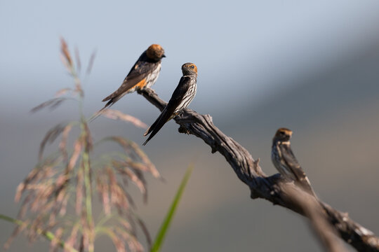 Svalor bilder – Bläddra bland 84,138 stockfoton, vektorer och videor ...
