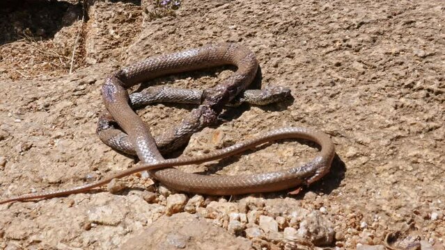"Dead Snake"-Bilder: Stock-Fotos & -Videos. | Adobe Stock