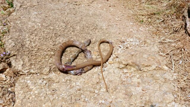 "Dead Snake"-Bilder: Stock-Fotos & -Videos. | Adobe Stock