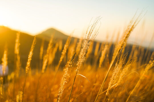 รูปภาพAwn – เลือกดูภาพถ่ายสต็อก เวกเตอร์ และวิดีโอ35,202 | Adobe Stock