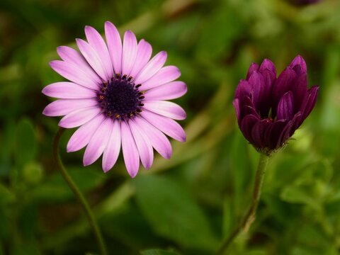 Pimpollo bilder – Bläddra bland 240 stockfoton, vektorer och videor ...