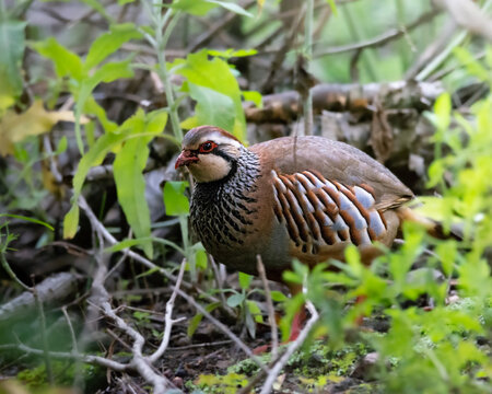 Perdiz bilder – Bläddra bland 467 stockfoton, vektorer och videor ...