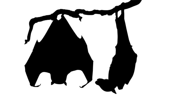 Sleeping Bat Silhouette