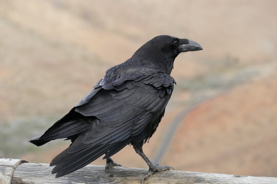 Rabe bilder – Bläddra bland 6,336 stockfoton, vektorer och videor ...