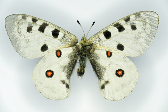 Nawi Bilder – Durchsuchen 13,200 Archivfotos, Vektorgrafiken und Videos ...