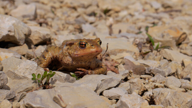 「Taod」の写真素材 | 9件の無料イラスト画像 | Adobe Stock
