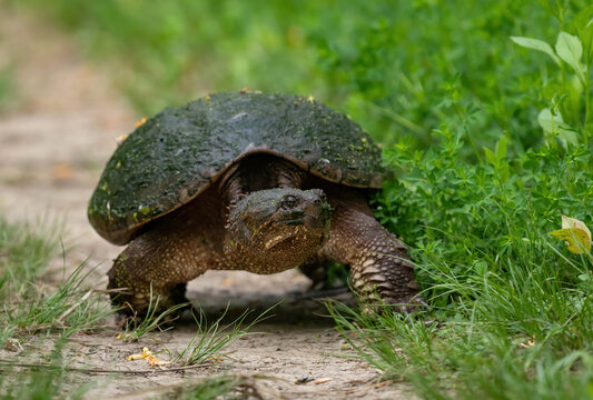 รูปภาพChelydridae – เลือกดูภาพถ่ายสต็อก เวกเตอร์ และวิดีโอ1,709 | Adobe ...