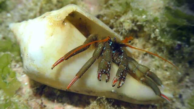 Obrázky "Cone Snail" – procházejte fotografie, vektory a videa 1,465 ...