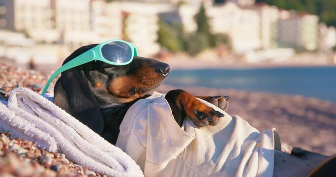 Worried Dog Images – Browse 18,102 Stock Photos, Vectors, and Video ...