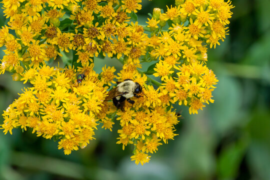"Asteraceae Family" Images – Browse 632 Stock Photos, Vectors, and ...