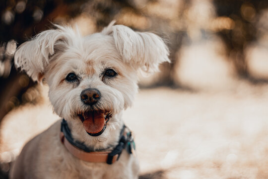 Contento Images – Browse 4,909 Stock Photos, Vectors, and Video | Adobe ...