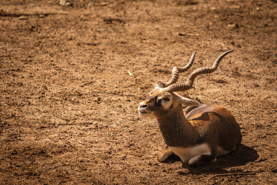 รูปภาพGalhada – เลือกดูภาพถ่ายสต็อก เวกเตอร์ และวิดีโอ206 | Adobe Stock