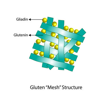 Gliadin Molecule