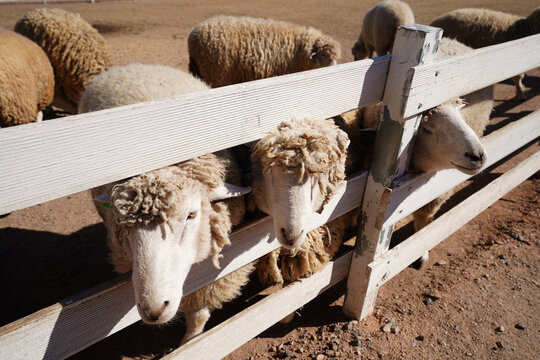 Sheep-Rearing bilder – Bläddra bland 18,353 stockfoton, vektorer och ...