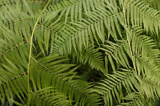 รูปภาพPteridopsida – เลือกดูภาพถ่ายสต็อก เวกเตอร์ และวิดีโอ1,800 ...