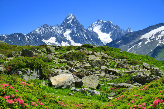 Chardonnet-Bilder: Stock-Fotos & -Videos. | Adobe Stock