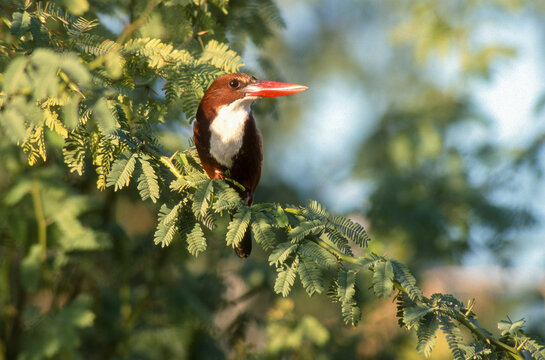 Pikkolo Bilder – Durchsuchen 22,478 Archivfotos, Vektorgrafiken und ...