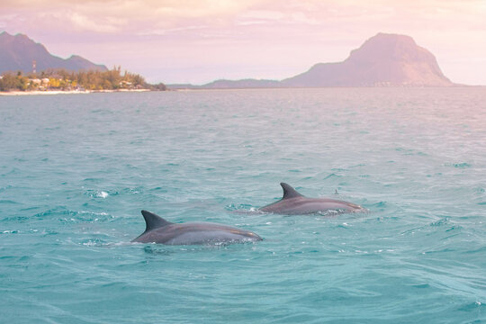 Delfiny Images – Browse 55 Stock Photos, Vectors, and Video | Adobe Stock