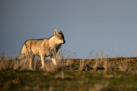 "Canis Lupus Lupus" Bilder – Durchsuchen 4,627 Archivfotos ...