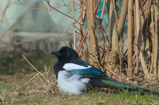 Sroka bilder – Bläddra bland 314 stockfoton, vektorer och videor ...
