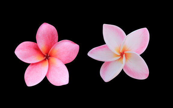 Tonpong photos, images, assets | Adobe Stock