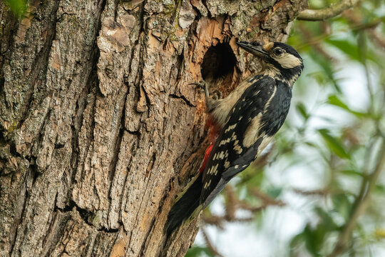 "Syn Bilder – Durchsuchen 4,334 Archivfotos, Vektorgrafiken und Videos ...