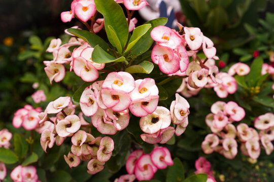 รูปภาพ"Milli – เลือกดูภาพถ่ายสต็อก เวกเตอร์ และวิดีโอ4,158 | Adobe Stock