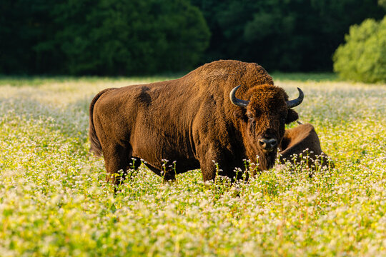 รูปภาพWielkie – เลือกดูภาพถ่ายสต็อก เวกเตอร์ และวิดีโอ986 | Adobe Stock