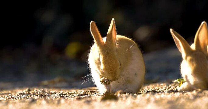 รูปภาพBabbit – เลือกดูภาพถ่ายสต็อก เวกเตอร์ และวิดีโอ198 | Adobe Stock