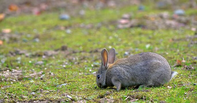 Babbit Bilder – Durchsuchen 191 Archivfotos, Vektorgrafiken und Videos ...
