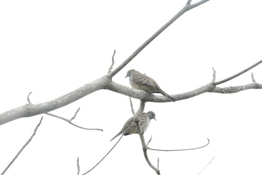 Kurokutok Bilder – Durchsuchen 1,578 Archivfotos, Vektorgrafiken und ...