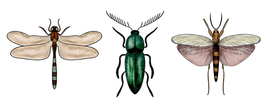 รูปภาพ"Bugs – เลือกดูภาพถ่ายสต็อก เวกเตอร์ และวิดีโอ1,499,259 | Adobe Stock