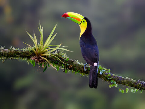 "Rainbow-Billed Toucan" Images – Browse 2,500 Stock Photos, Vectors ...