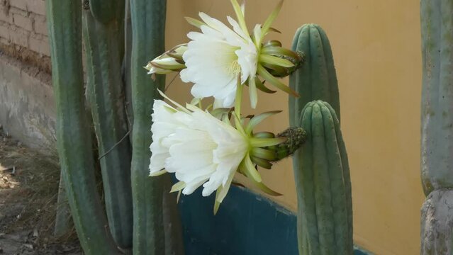 Pachanoi Images – Browse 161 Stock Photos, Vectors, and Video | Adobe Stock