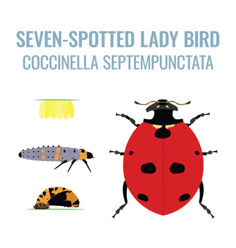 "Seven-Spotted Ladybug" Images – Browse 3,538 Stock Photos, Vectors ...