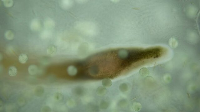 Nemertea Images – Parcourir 189 le catalogue de photos, vecteurs et ...