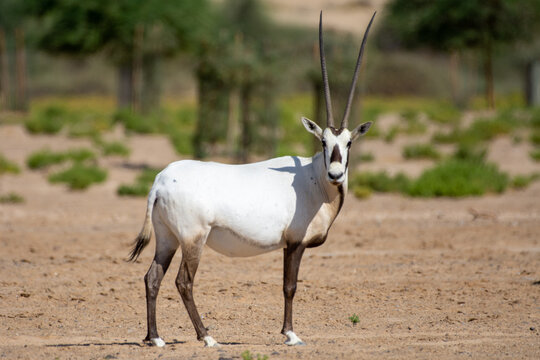 Arabian Oryx