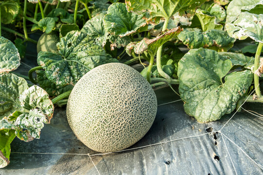 รูปภาพSpanspek – เลือกดูภาพถ่ายสต็อก เวกเตอร์ และวิดีโอ63,979 | Adobe Stock